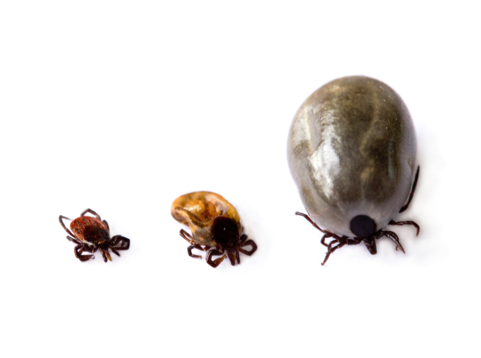 Tiques : les maladies du chien transmissibles - Akhal.fr